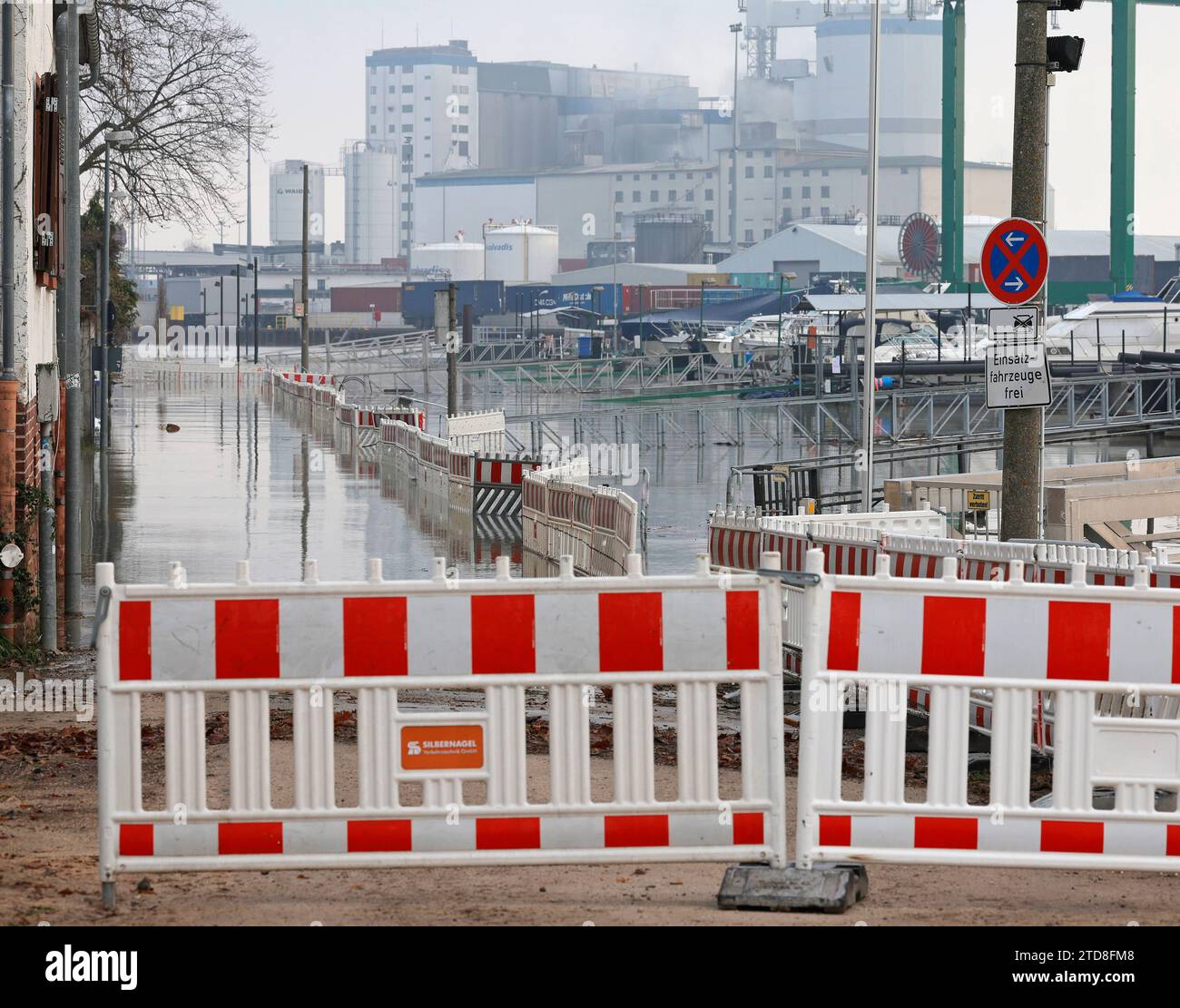 17.12.2023 Weil der Rhein bei Gernsheim Hochwasser führt steht ...