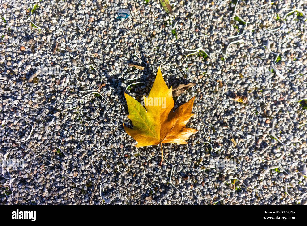 Crisp maple leaf fallen on autumn ground, embodying the essence of the ...