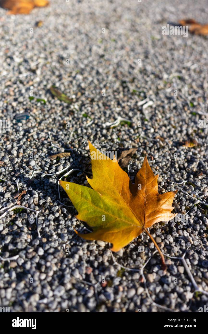 Crisp maple leaf fallen on autumn ground, embodying the essence of the ...