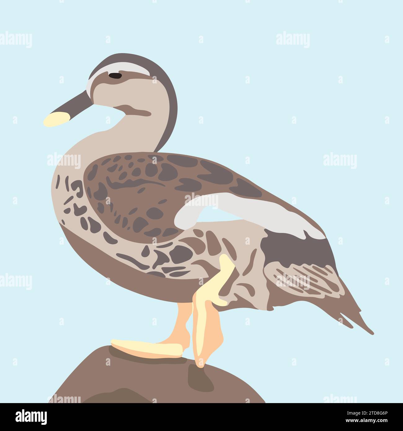 Vector illustration of a female wild duck Stock Vector Image & Art - Alamy