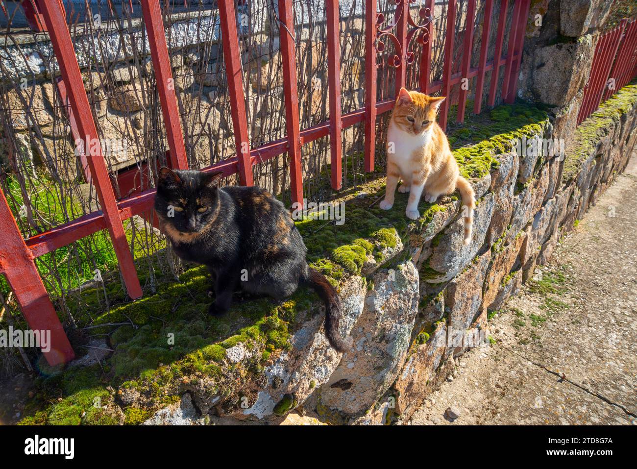 Two stray cats Stock Photo - Alamy
