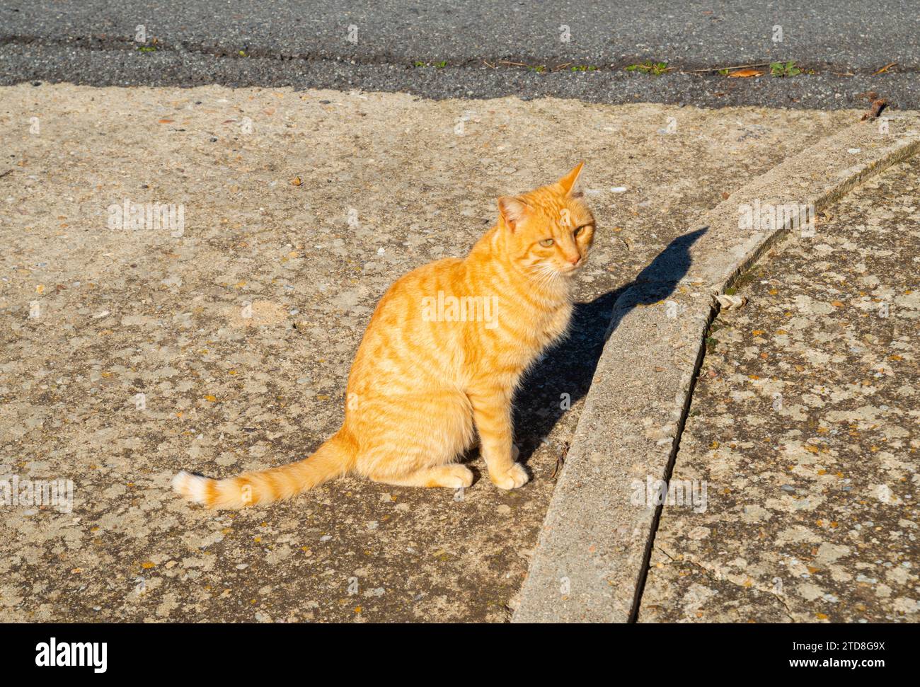 Orange tabby cat sitting Stock Photo - Alamy