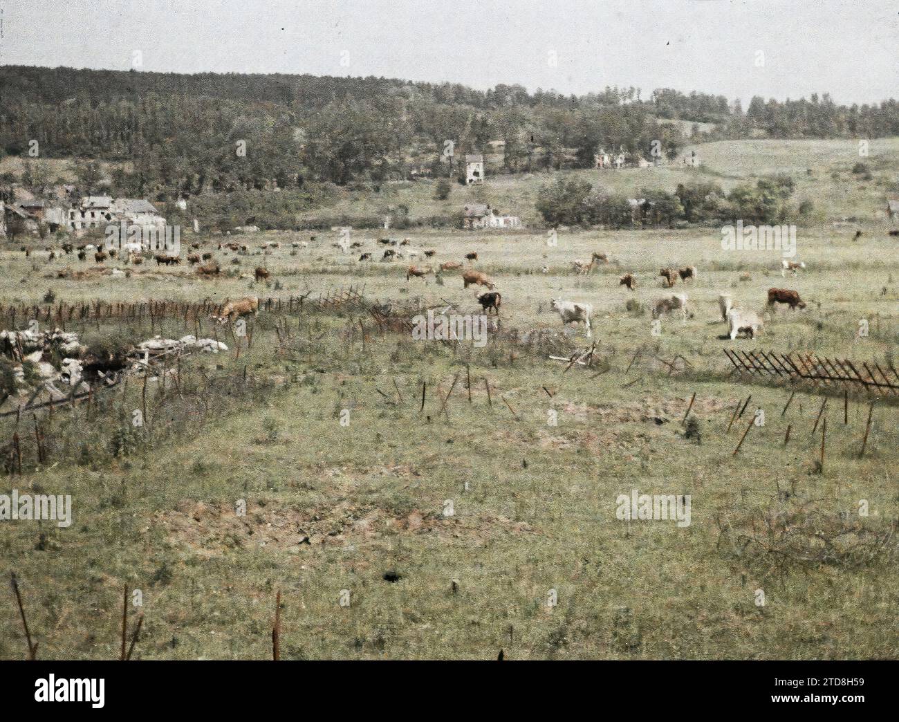 France army cattle hi-res stock photography and images - Alamy