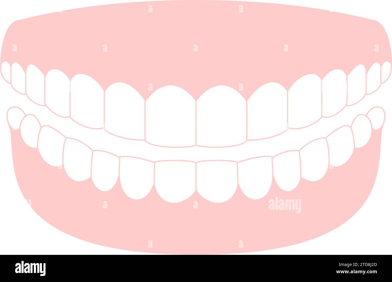 Dental, illustration of image of healthy and clean teeth, 14 upper and ...