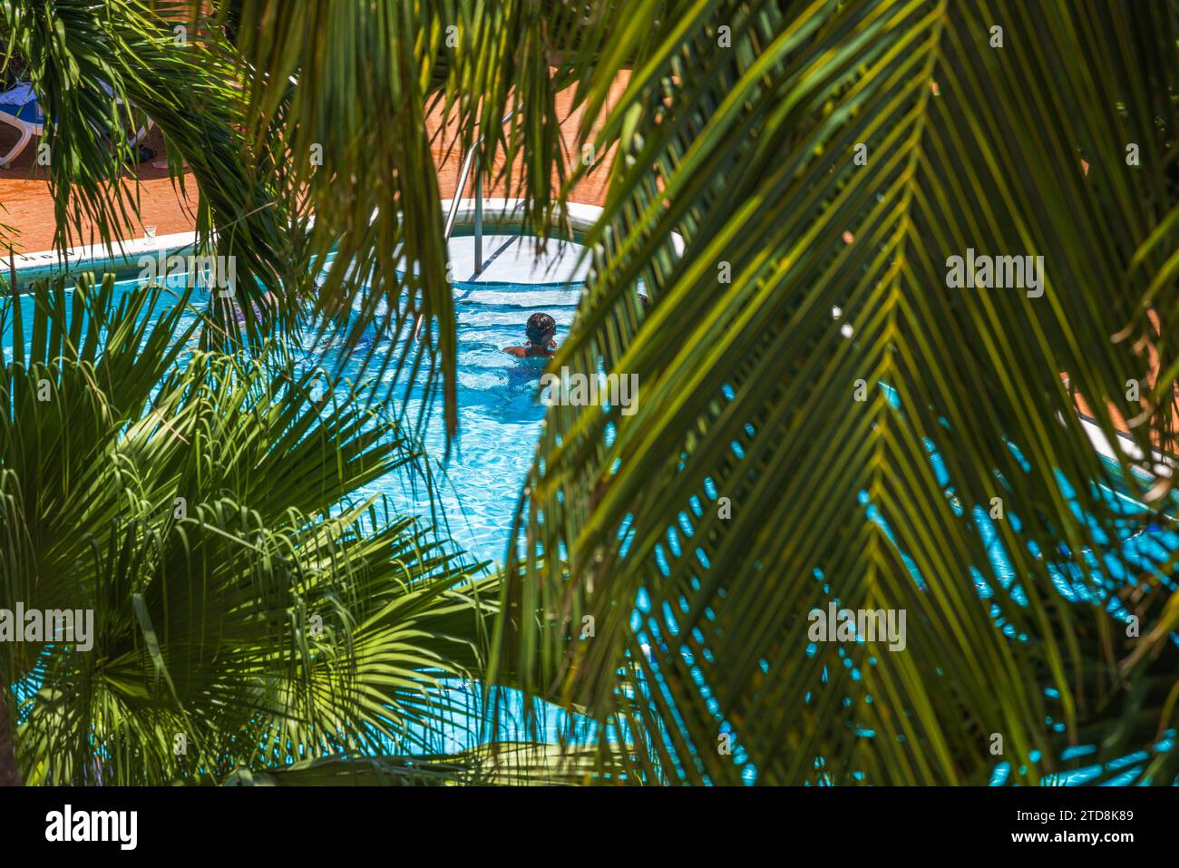 A top-down view through palm branches of a woman swimming in an outdoor ...