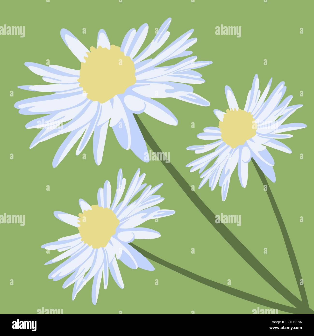 Vector isolated illustration of white daisies Stock Vector Image & Art ...