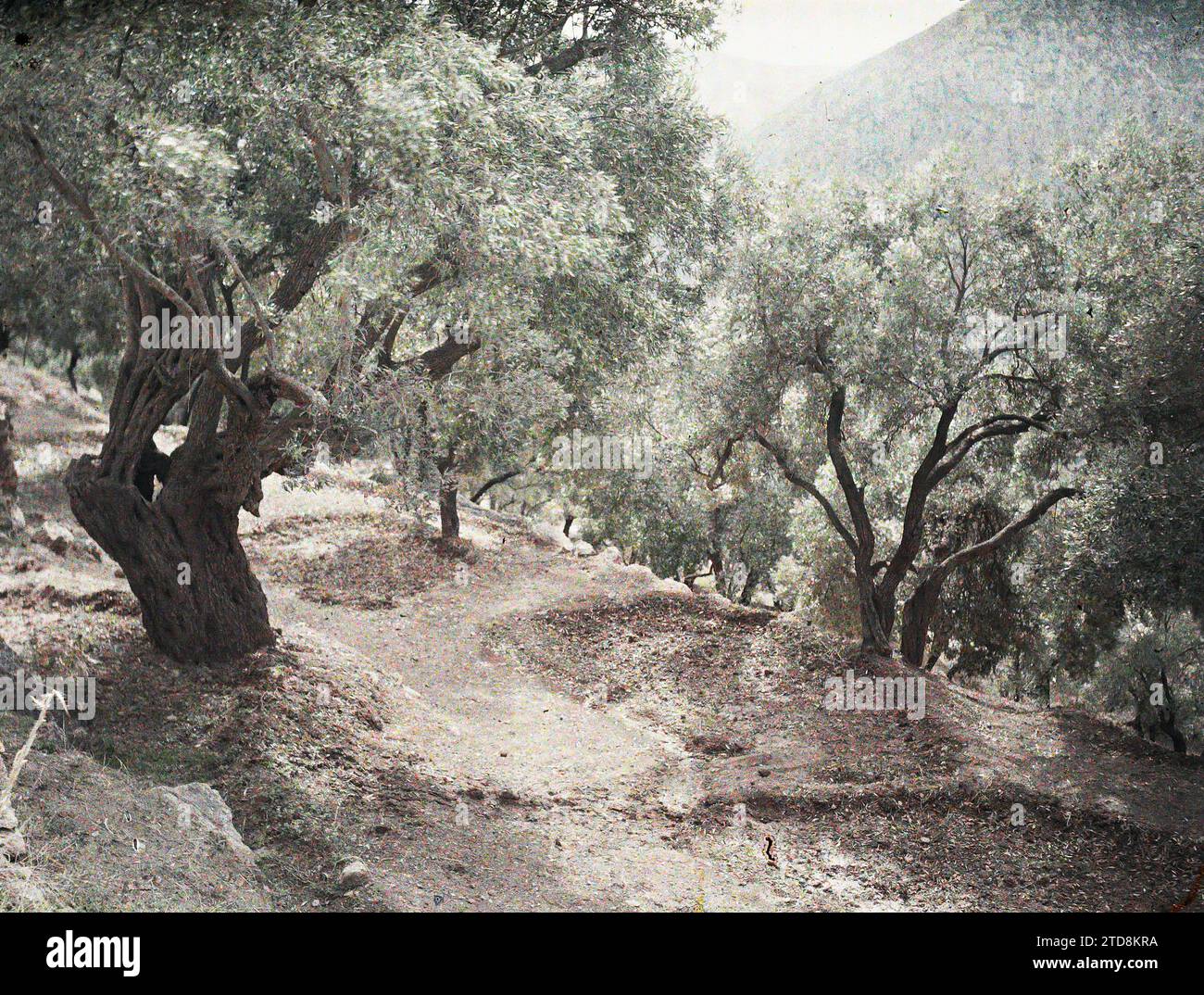 Freshly watered terraces of olive trees hi-res stock photography and ...