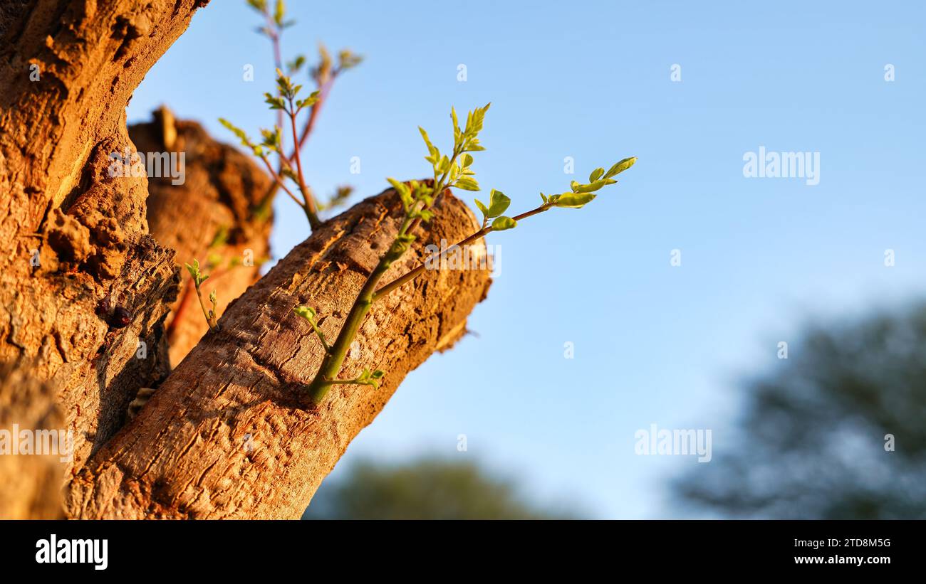 Cut tree sprout hi-res stock photography and images - Alamy