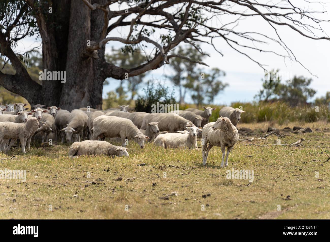 Agricultural farm practicing regenerative farmer, with sheep grazing in ...