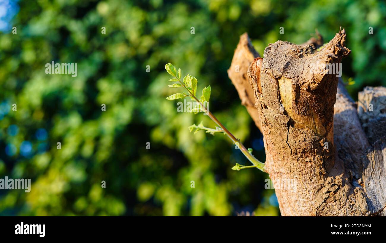 Cut tree sprout hi-res stock photography and images - Alamy