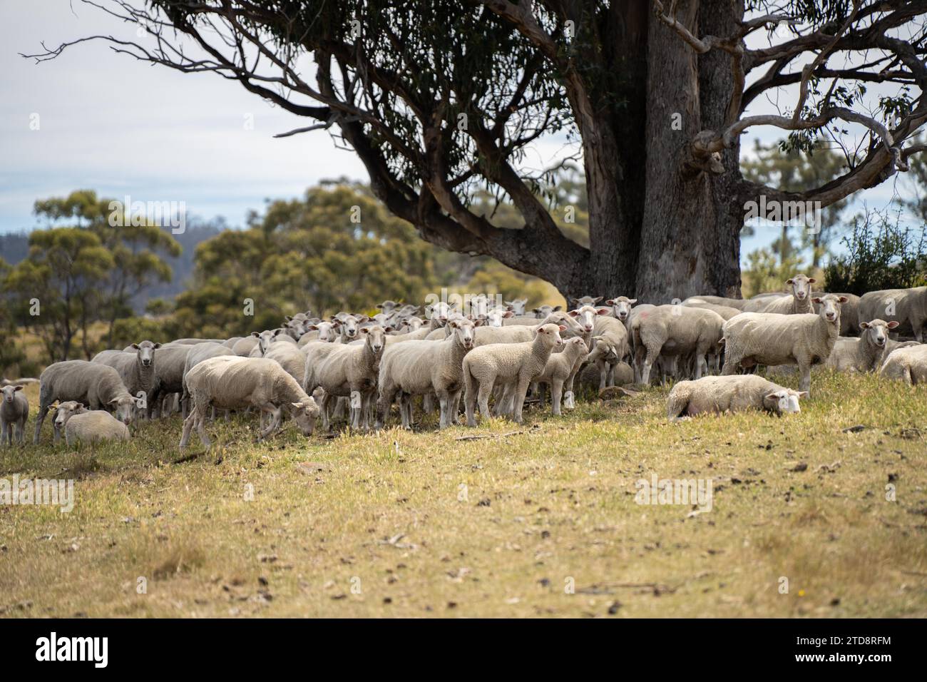 Agricultural farm practicing regenerative farmer, with sheep grazing in ...