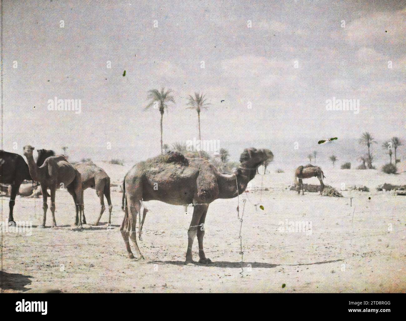 Sherifian kingdom hi-res stock photography and images - Alamy