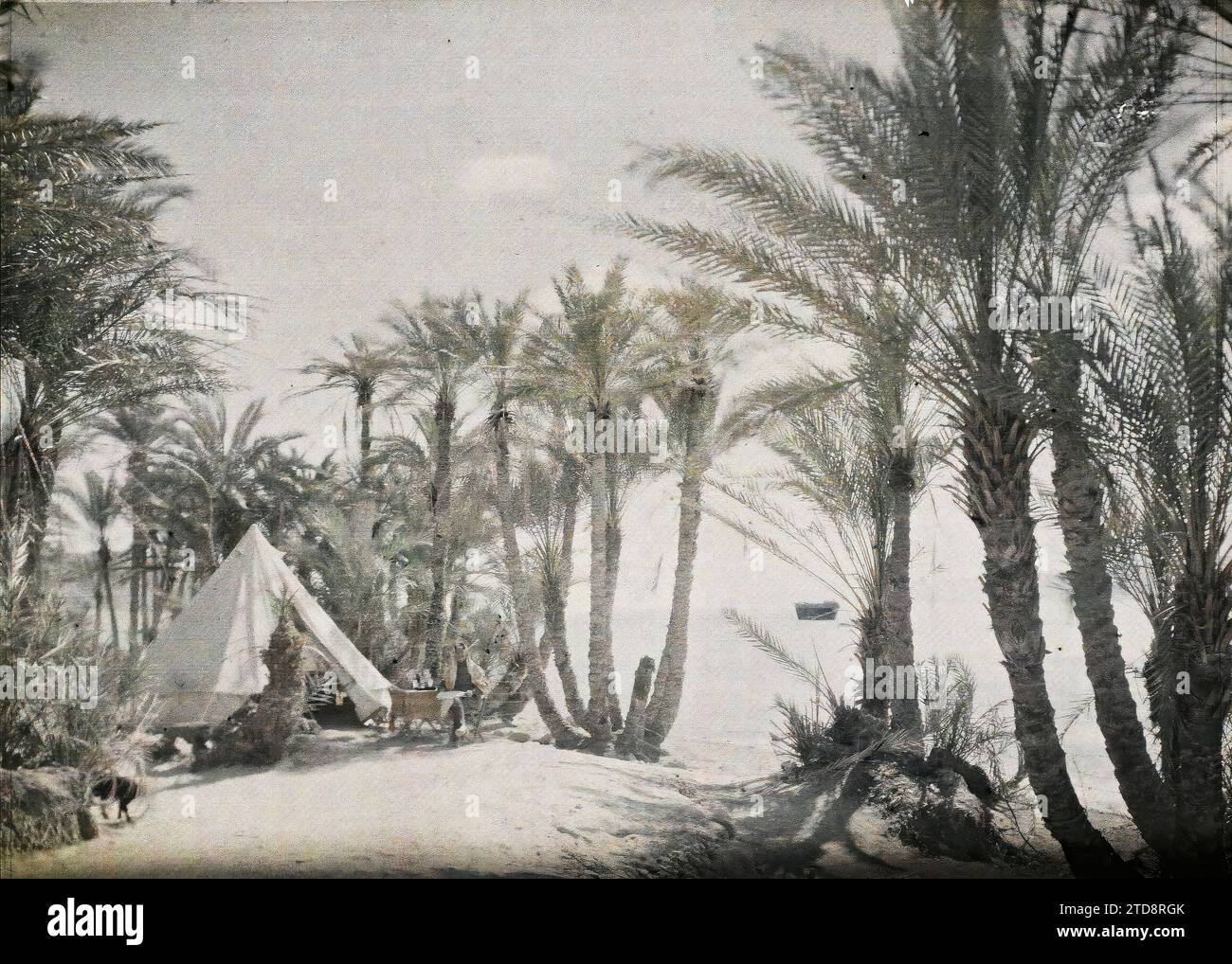 Aqaba, Arabia (present-day Jordan) Camp of the Arab forces of the ...