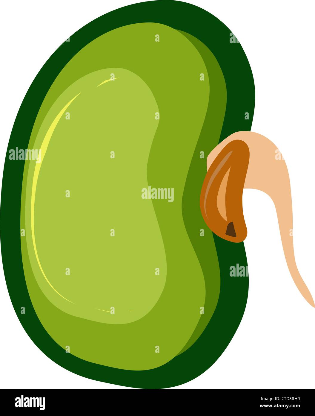 Germinating vector vectors hi-res stock photography and images - Alamy