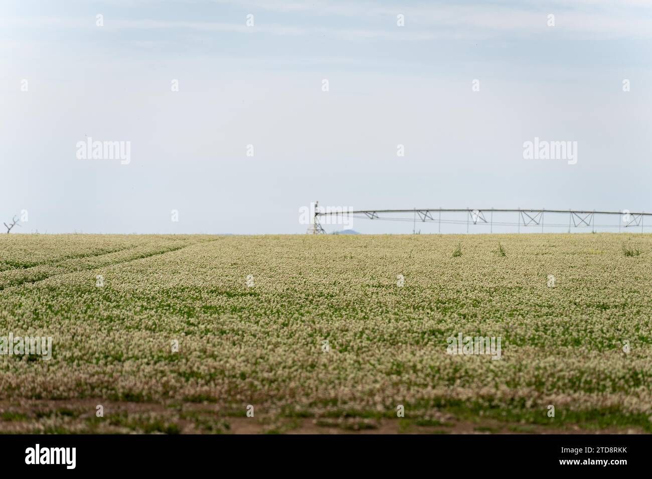 Agricultural pivot on a regenerative agriculture farm. Sustainable ...