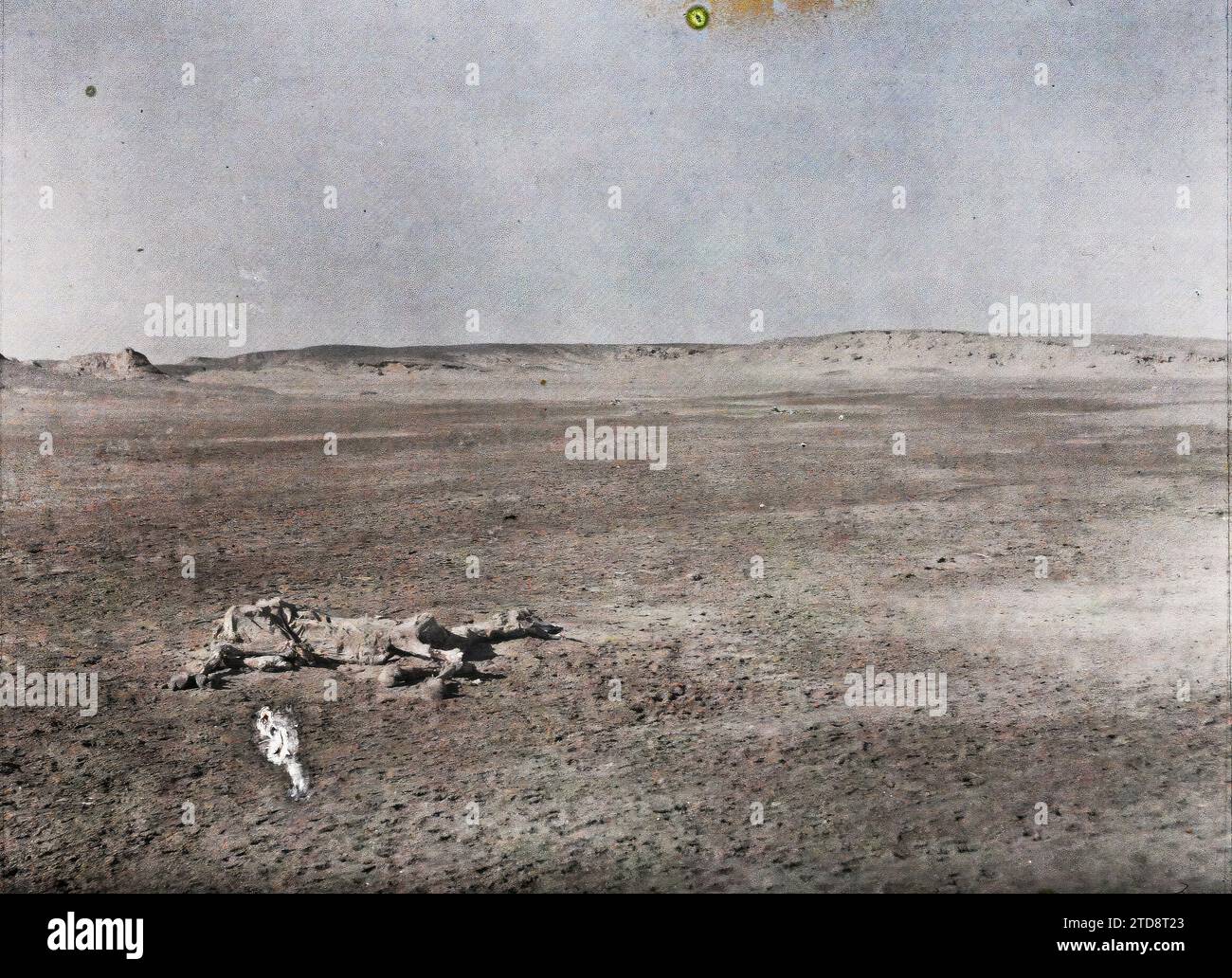 Arabia camel corpse hi-res stock photography and images - Alamy