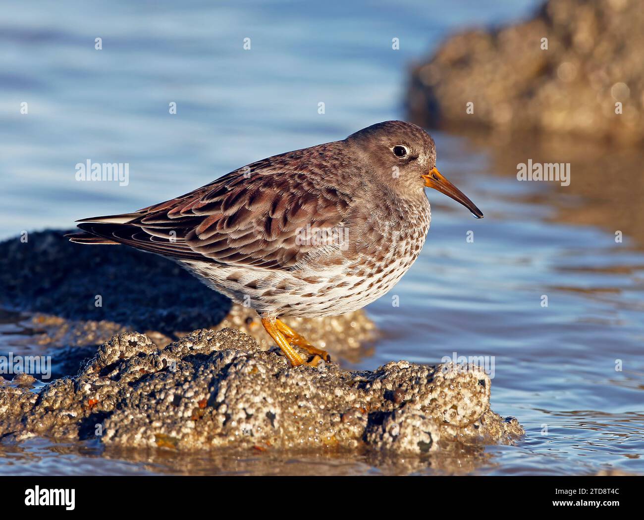 Purple Sandpiper on coastal rocks Stock Photo - Alamy