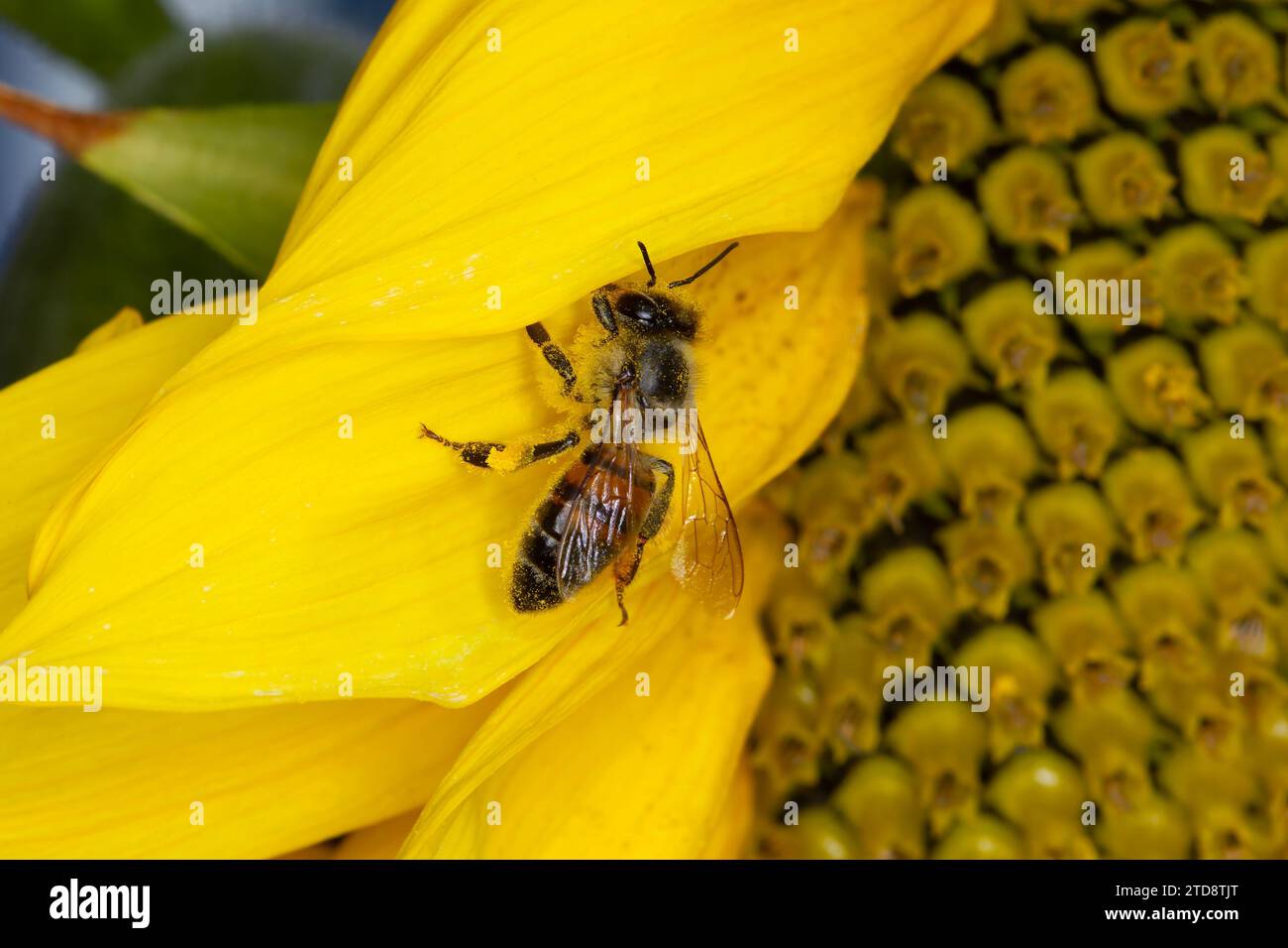 Bee on sunflower collecting pollen hi-res stock photography and images ...