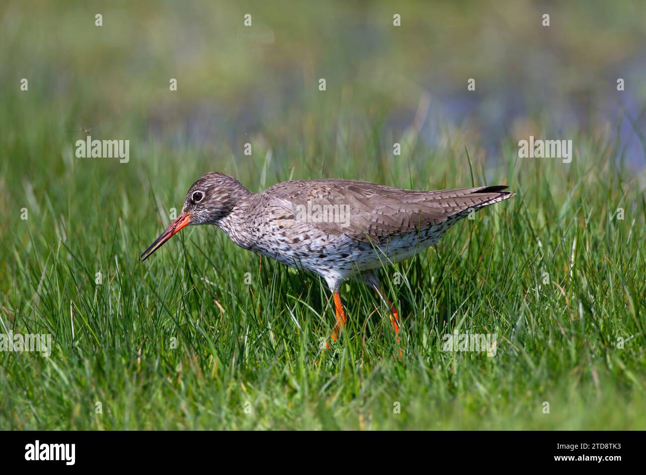 Redshank catching and feeding on Craneflies Stock Photo - Alamy