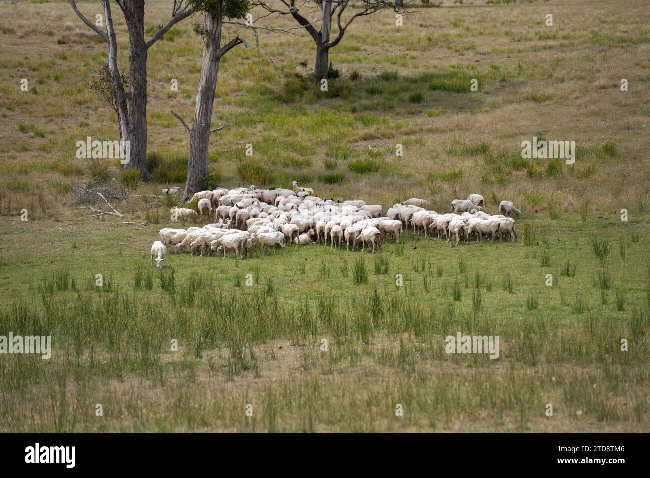 Agricultural farm practicing regenerative farmer, with sheep grazing in ...
