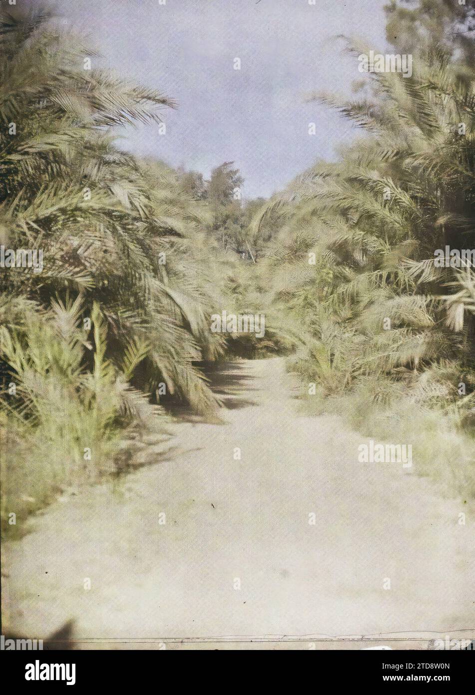 Ismailia, Egypt, Africa Bridleway, Nature, Environment, Palm tree, Palm ...