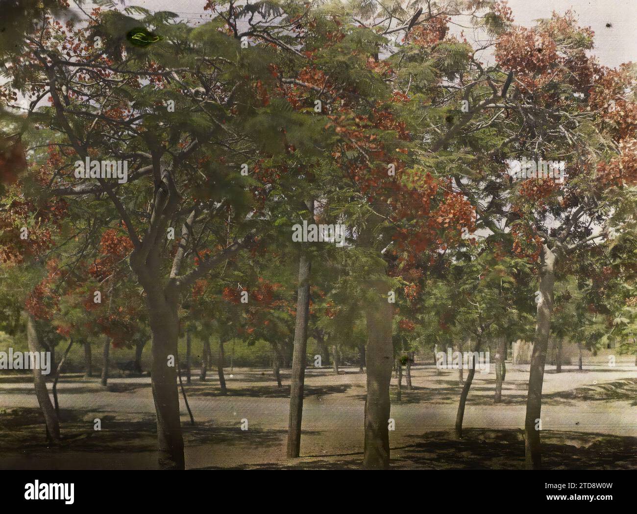 Ismailia, Egypt, Africa Flamboyants, Nature, Environment, Landscape ...