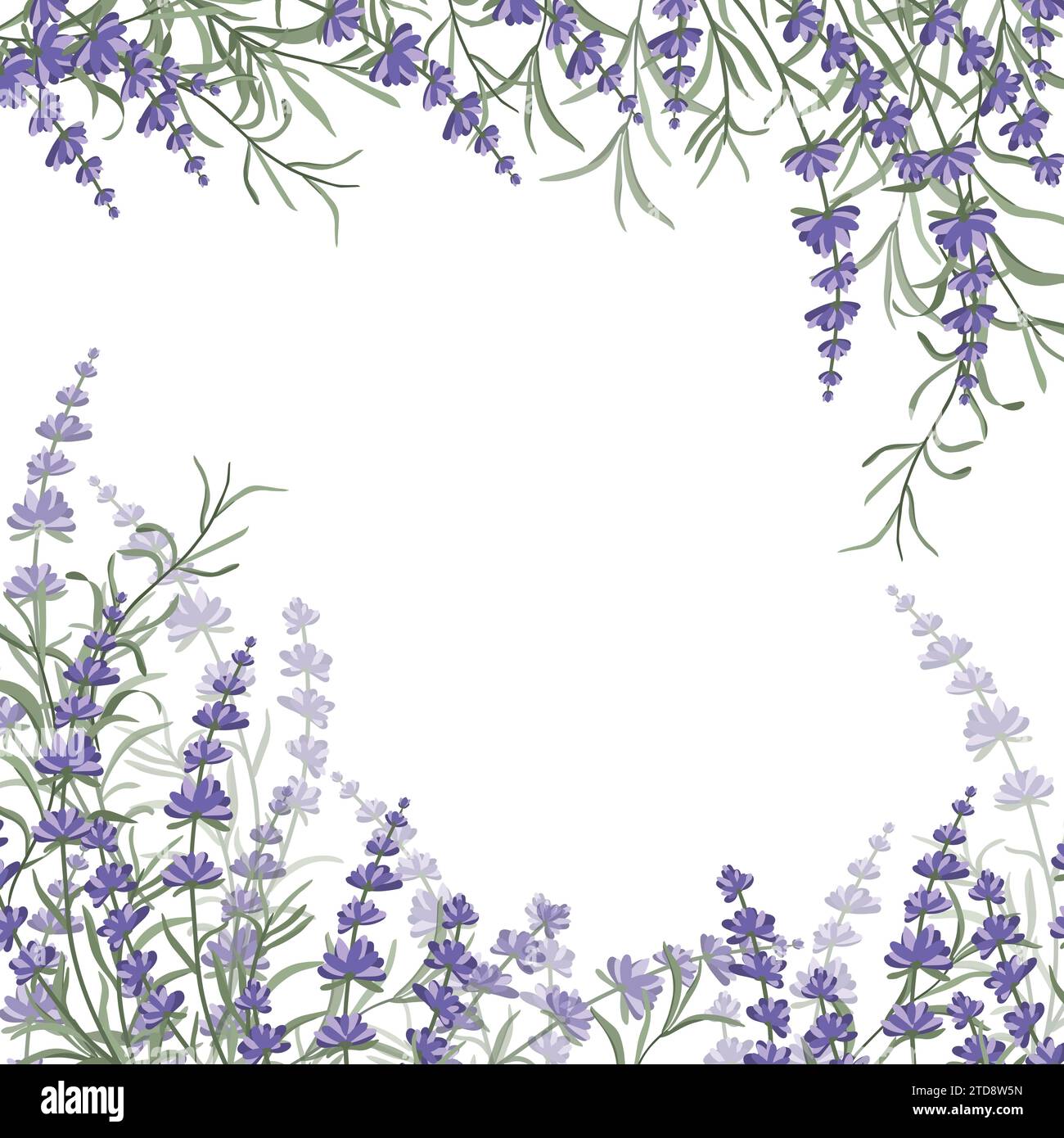 Lavender fragrant flowers Stock Vector Images - Alamy