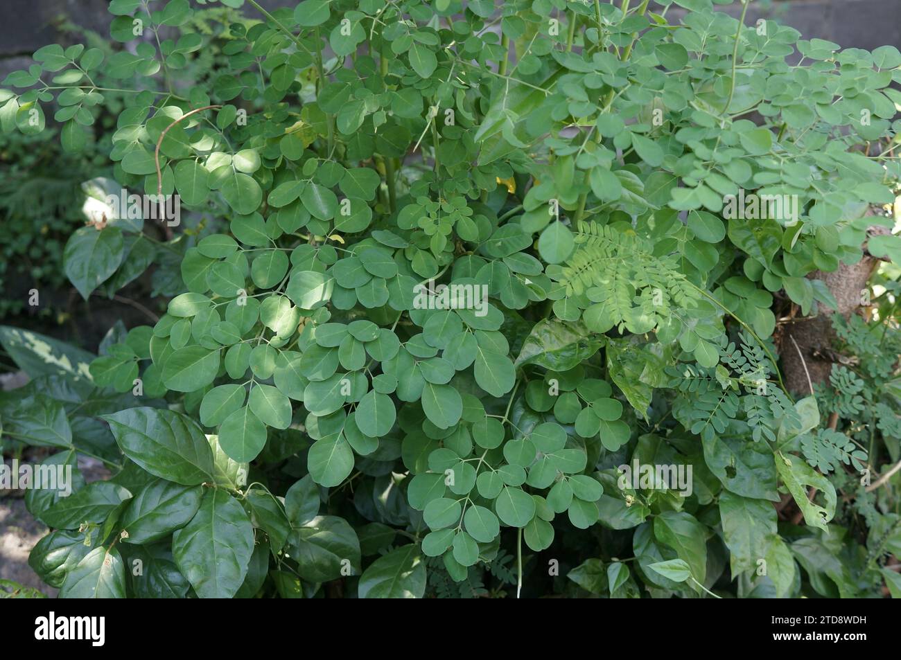 Moringa tree leaves (Moringa oleifera) or ben oil growing on the road ...