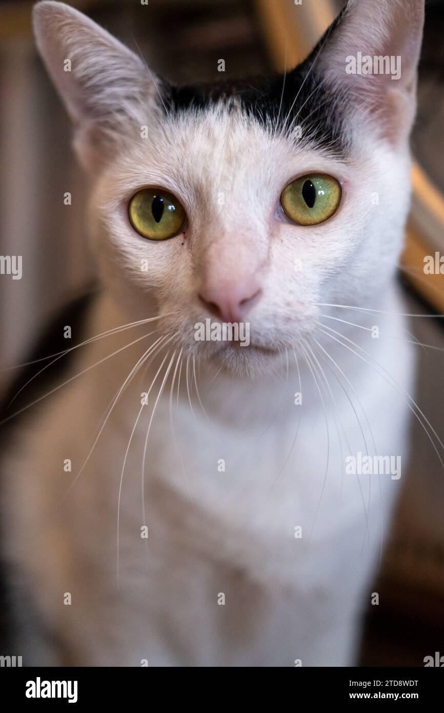 Thai cow cat, white cat with black spots Stock Photo - Alamy
