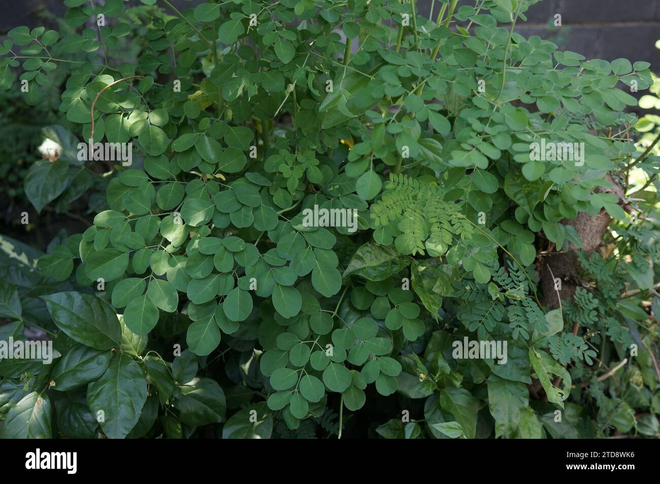 Moringa tree leaves (Moringa oleifera) or ben oil growing on the road ...