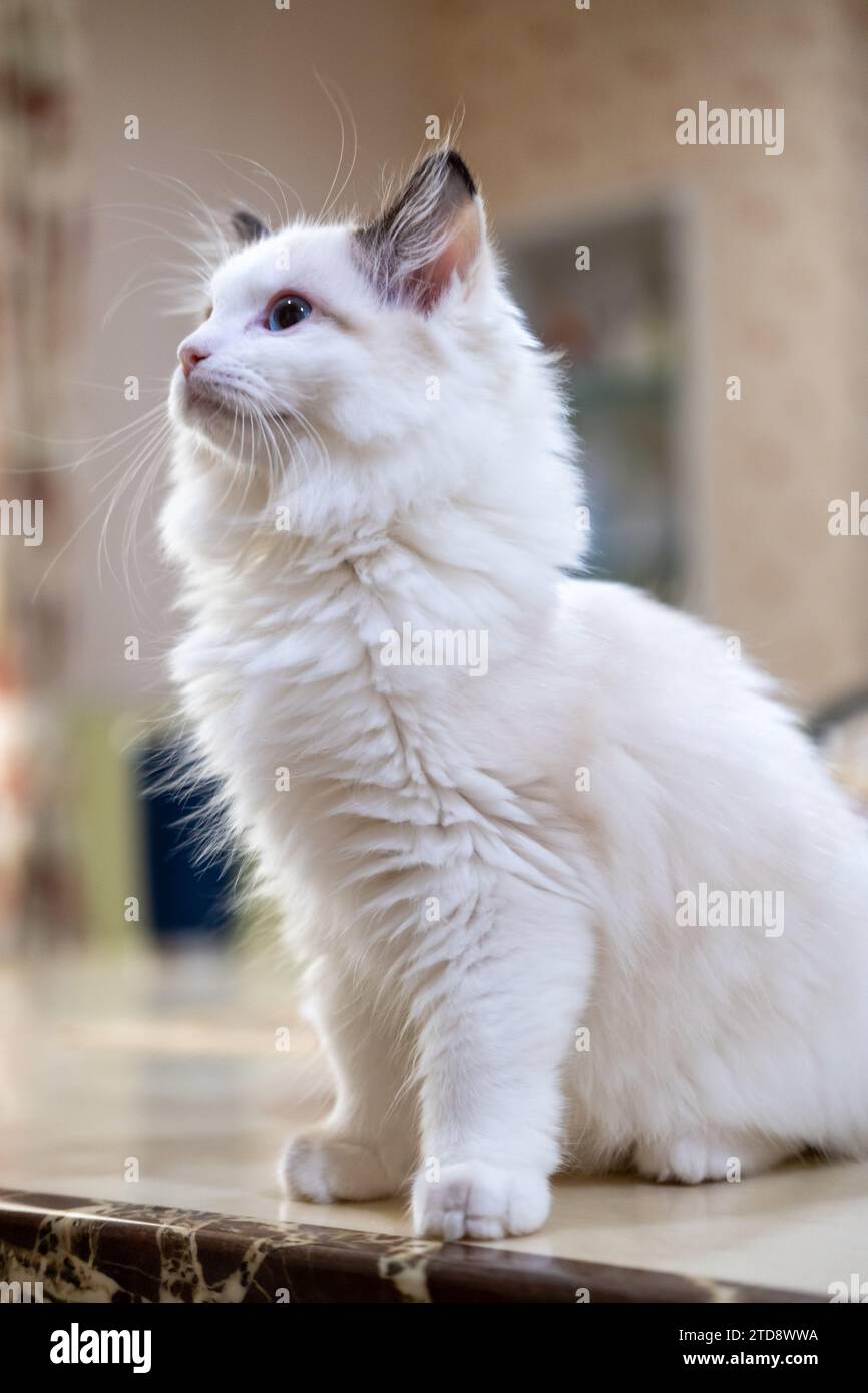 Cute, small Ragdoll cat standing on the table. 3 months old Stock Photo ...