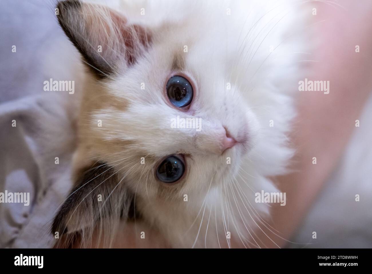 Cute, small Ragdoll cat looking at the camera. 3 months old Stock Photo ...