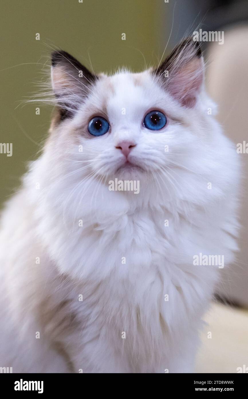 Cute, small Ragdoll cat. 3 months old Stock Photo - Alamy