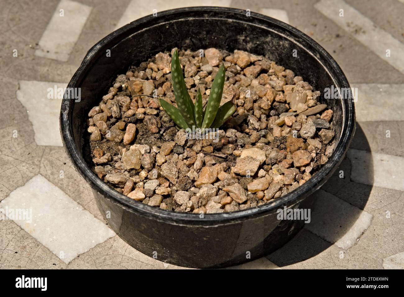 a small aloe vera plant growing in a black plastic bowl Stock Photo - Alamy