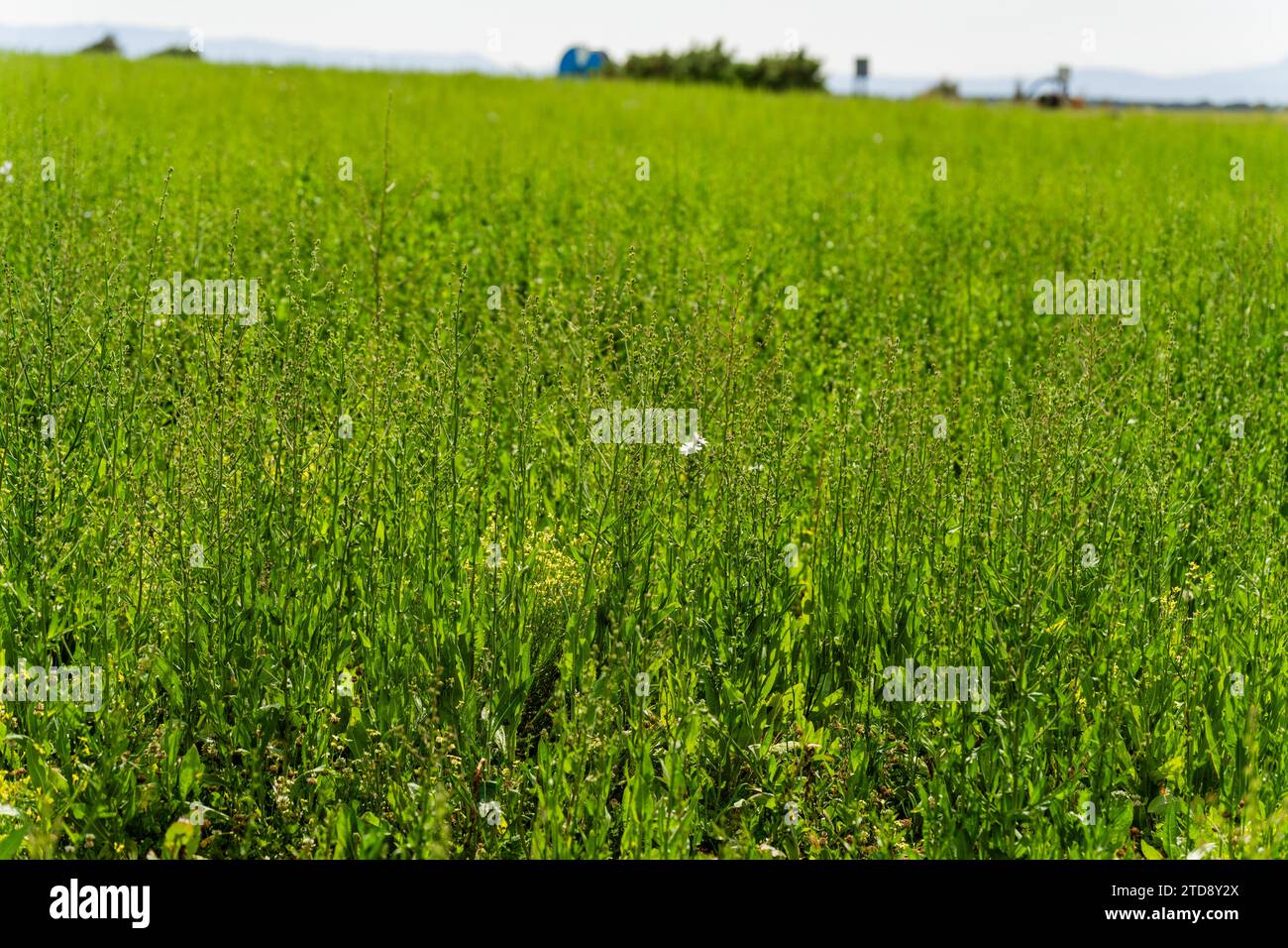 Chicory plants hi-res stock photography and images - Alamy