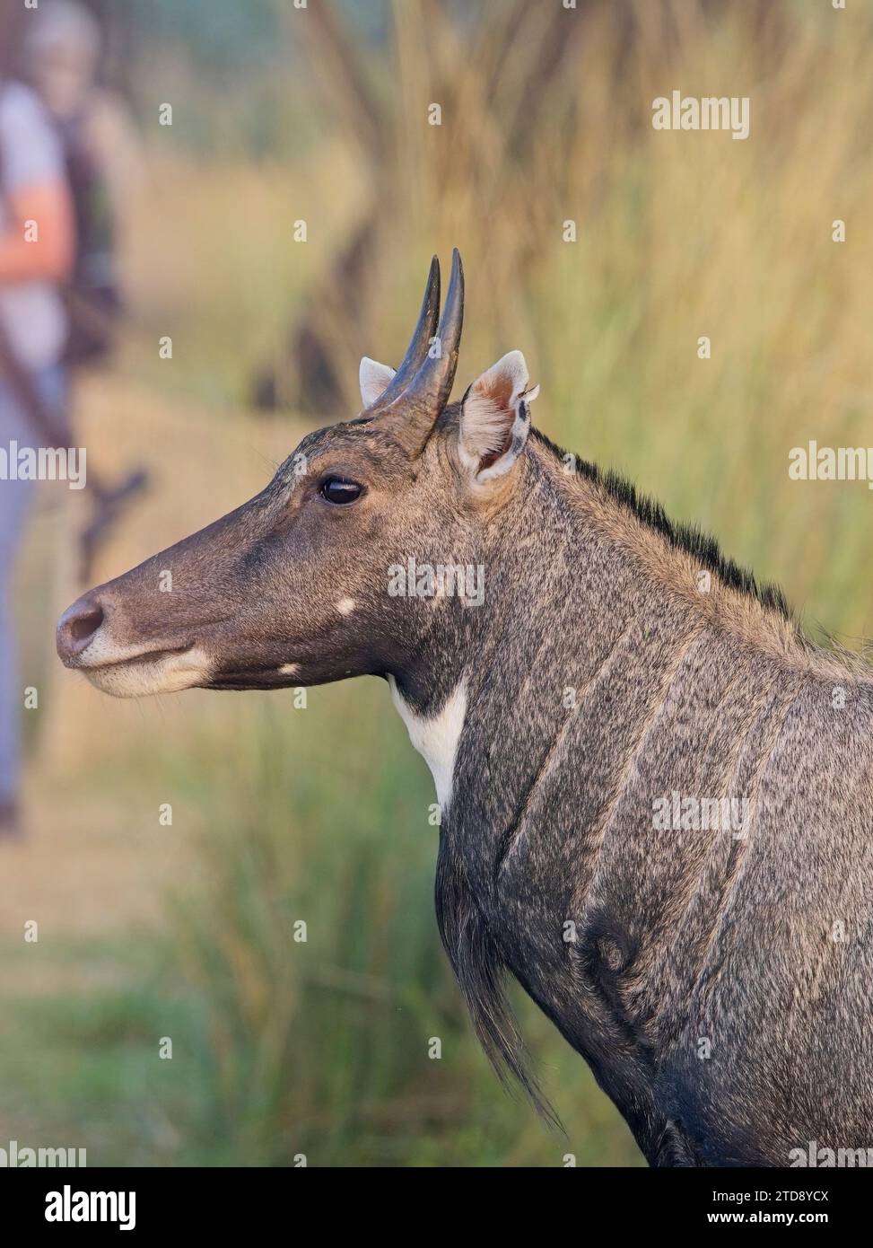 Nilgai (Boselaphus tragocamelus), a large asian antelope, close and ...