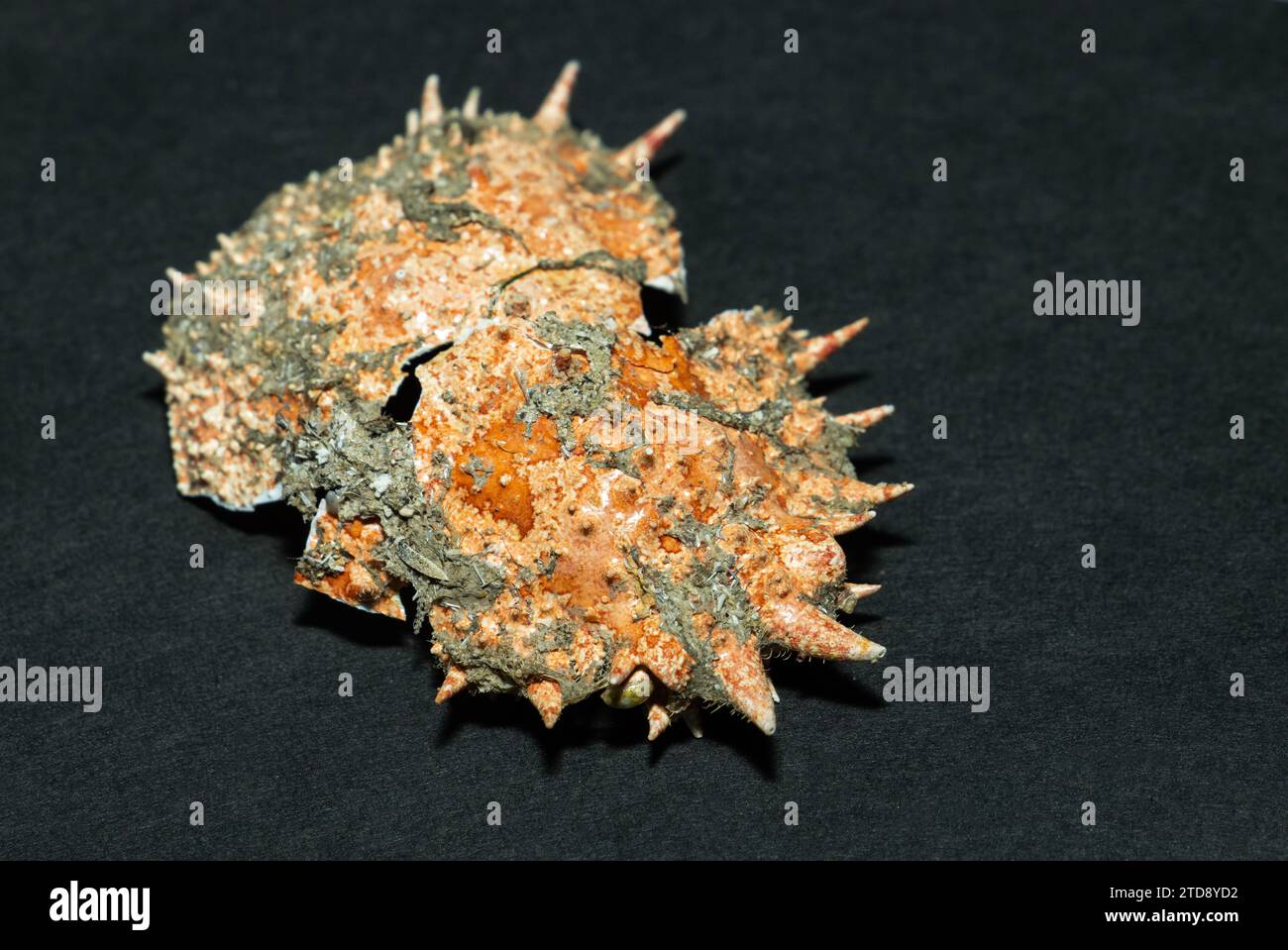 The Common Spider Crab, like all hard bodied crustaceans has to shed ...