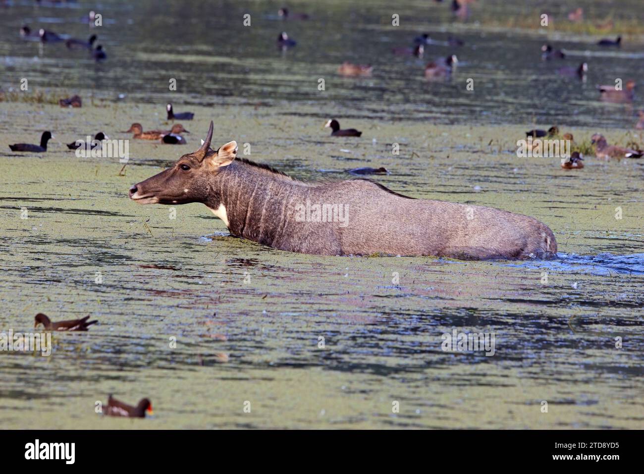 Nilgai (Boselaphus tragocamelus), a large asian antelope, wading across ...
