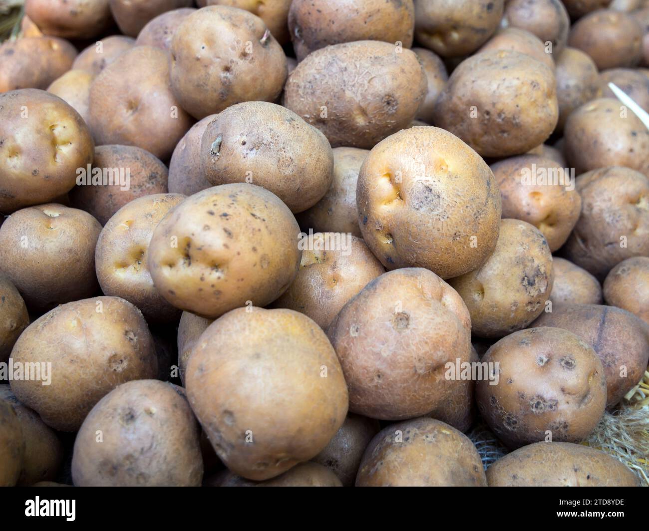 Potato storage warehouse hi-res stock photography and images - Alamy