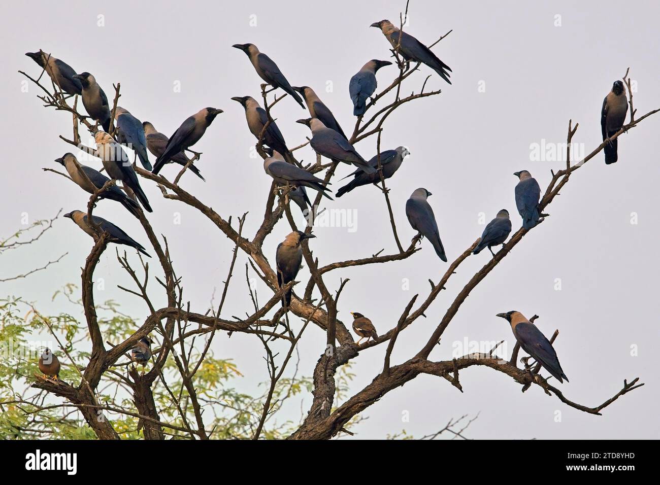 A flock of House Crows (Corvus splendens) in a tree top, Sultanpur ...