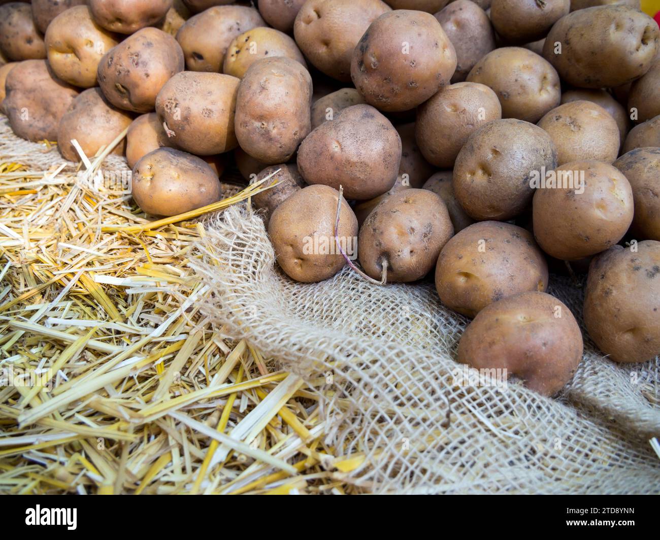 Potatoes lie on a straw bed Stock Photo - Alamy