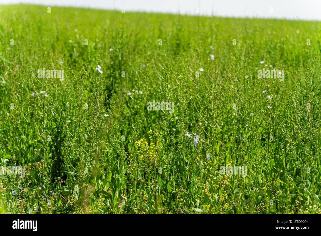 green tall Chicory crop plants in a field in spring Stock Photo - Alamy