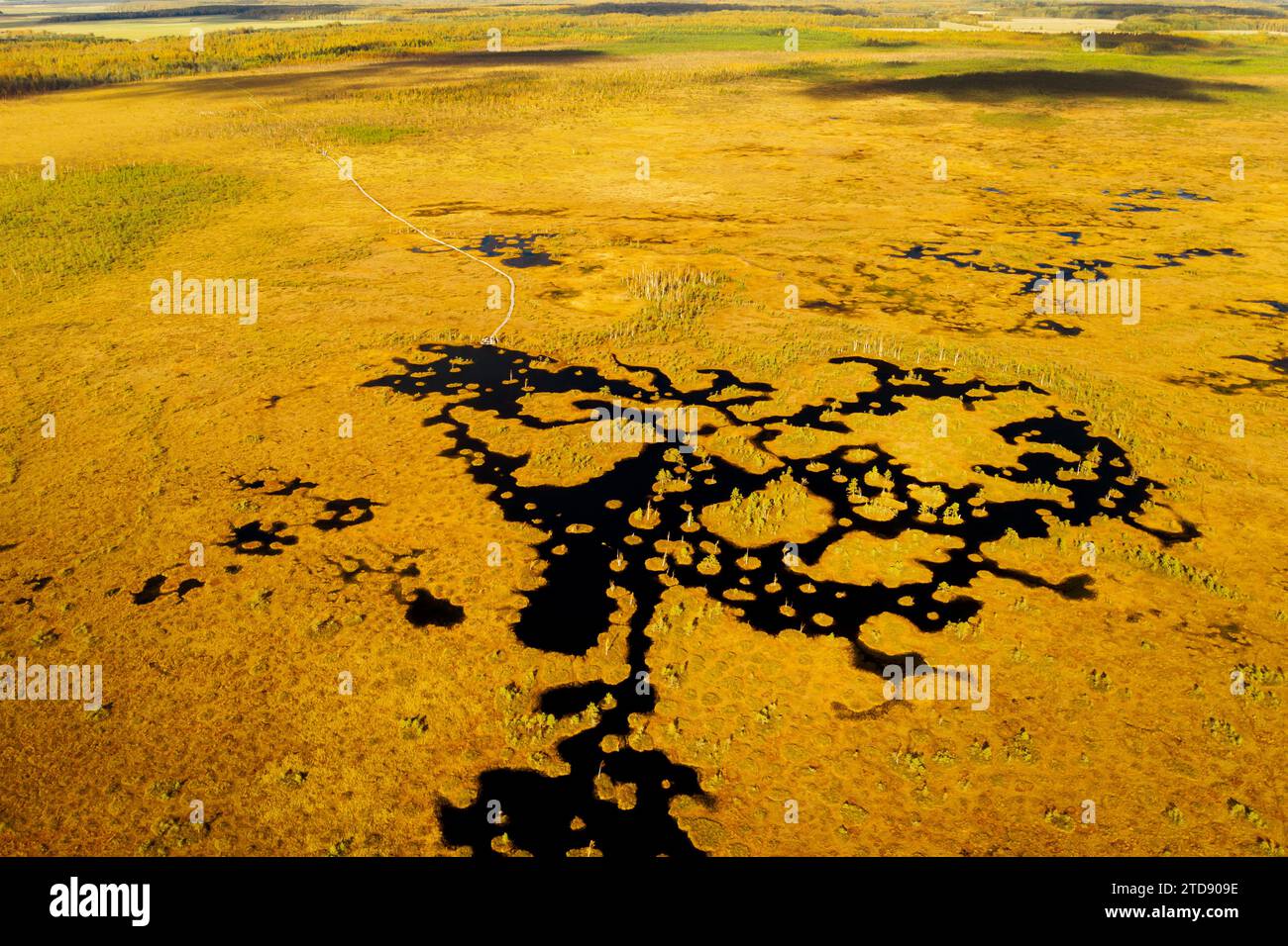 An aerial view of an autumn bog in Yelnya, Belarus, autumn. Ecosystems ...