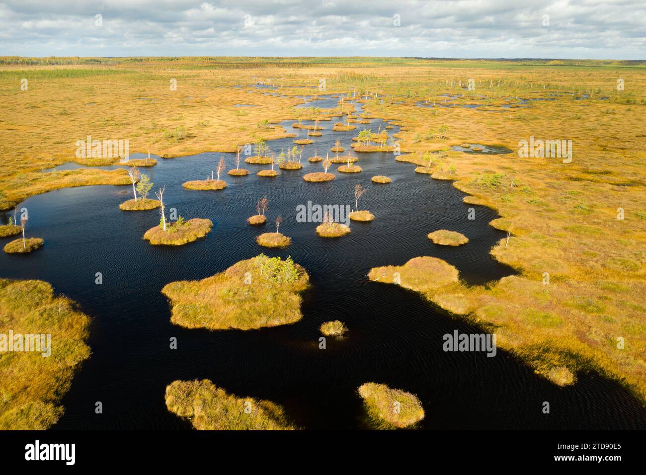 An aerial view of an autumn bog in Yelnya, Belarus, autumn. Ecosystems ...