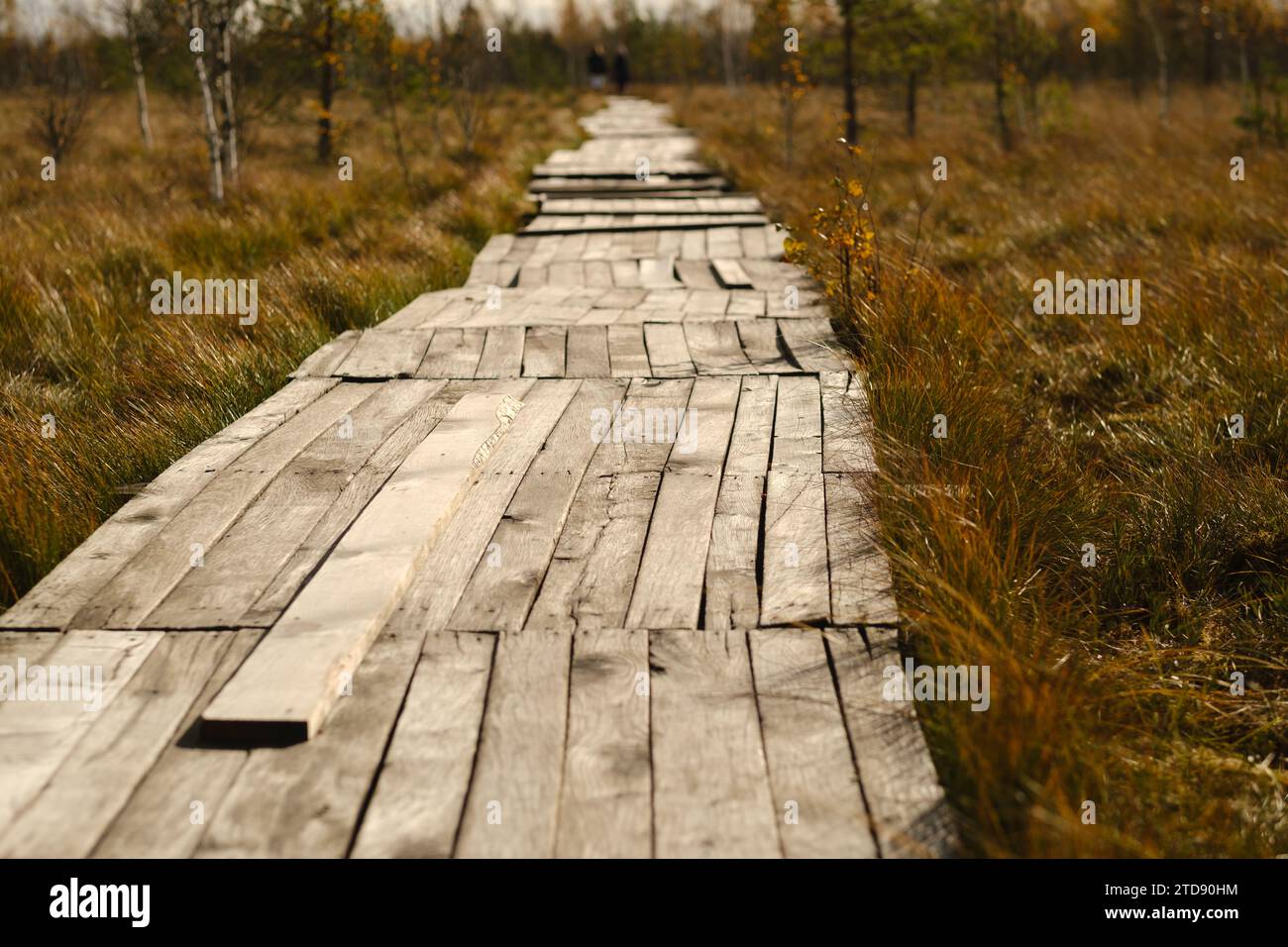 Wooden path on the swamp in Yelnya, Belarus Stock Photo - Alamy
