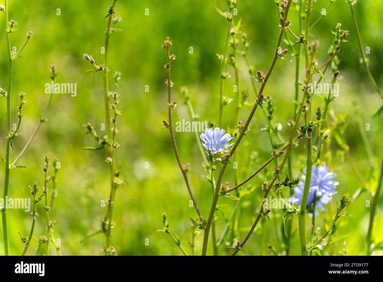 green tall Chicory crop plants in a field in spring Stock Photo - Alamy