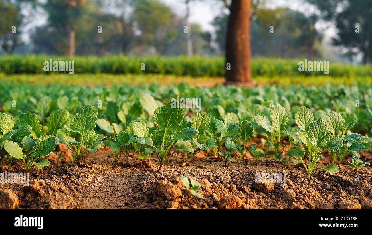 Close up of mustard plants. Growing mustard sprouts close up view ...
