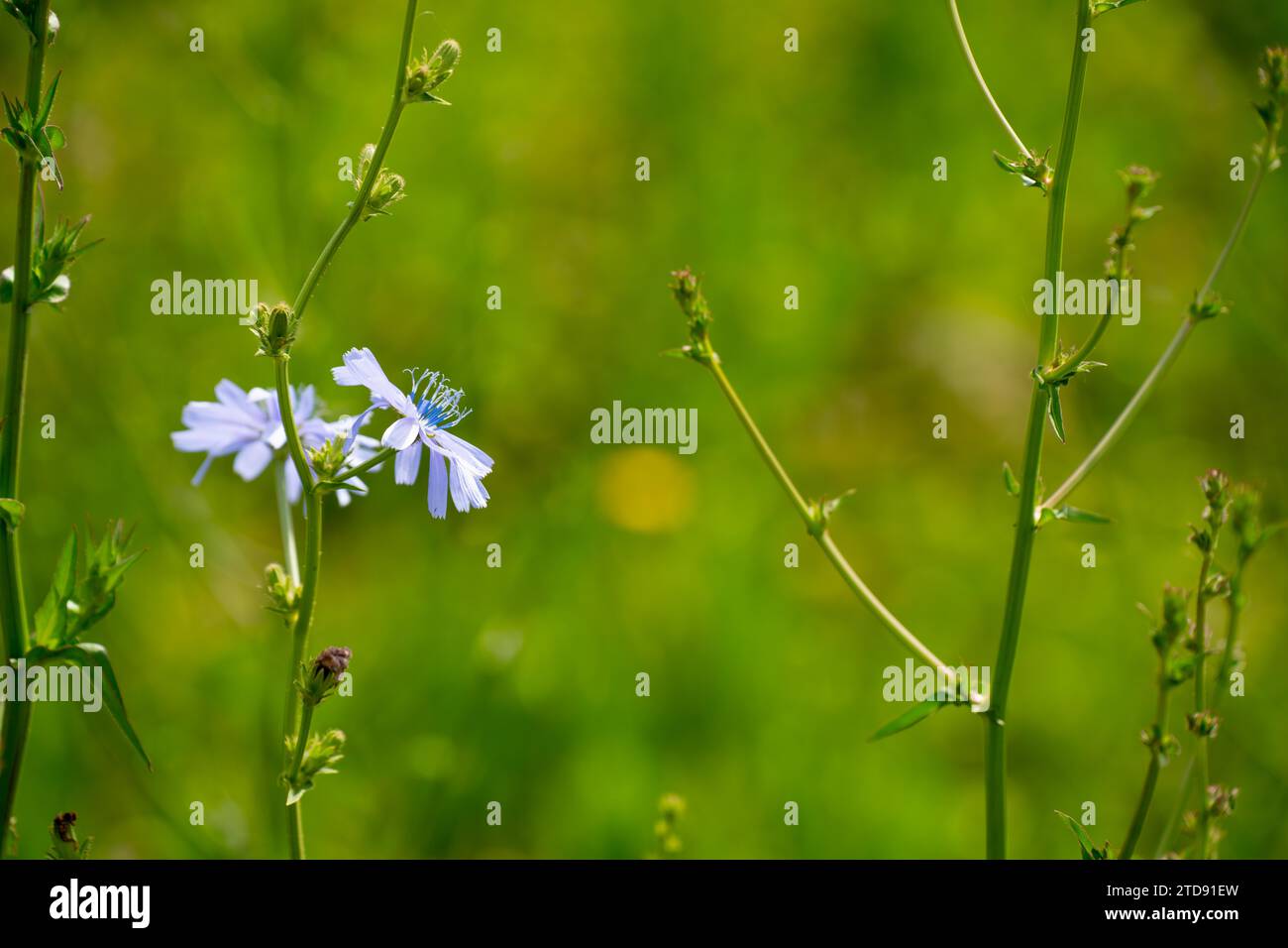 green tall Chicory crop plants in a field in spring Stock Photo - Alamy