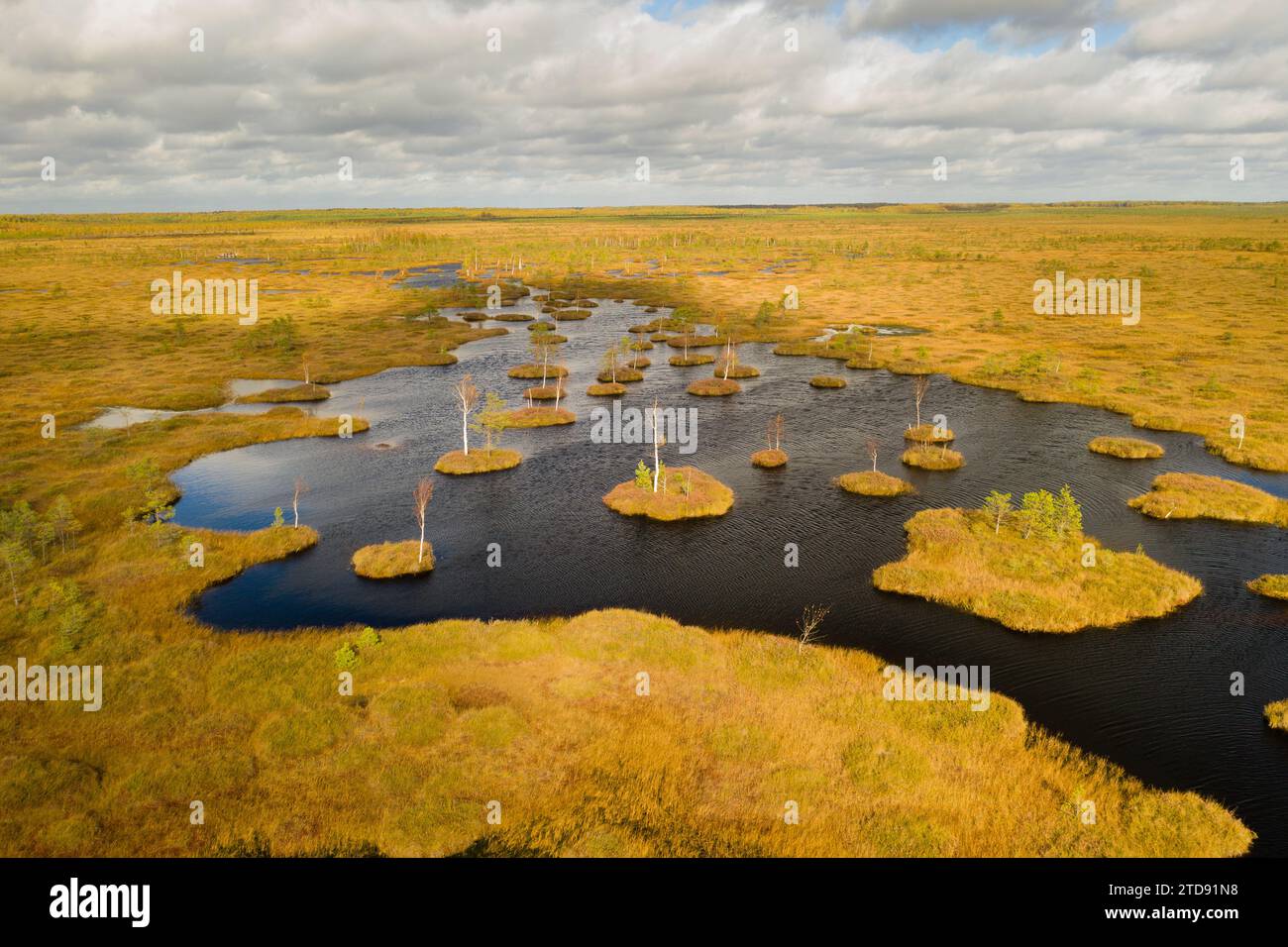 An aerial view of an autumn bog in Yelnya, Belarus, autumn. Ecosystems ...