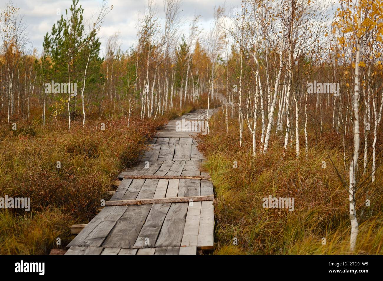 Wooden path on the swamp in Yelnya, Belarus Stock Photo - Alamy